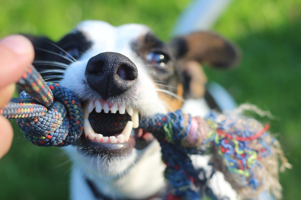 Dangerous Dog Declaration in Colorado: What Every Owner Needs to Know
