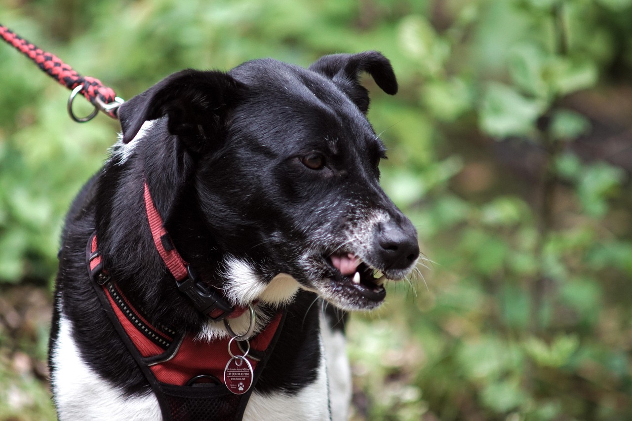 Dangerous Dog Declaration in Illinois: What Every Dog Owner Needs to Know