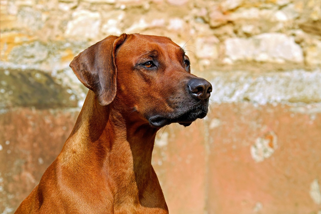 Dangerous Dog Declaration in Michigan: What Every Dog Owner Needs to Know