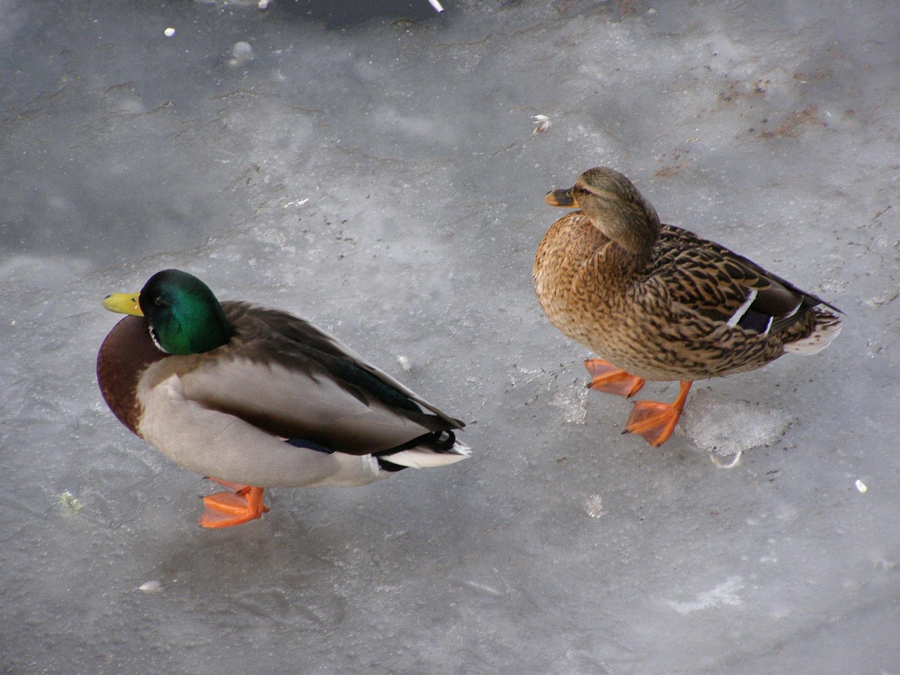 Idaho Duck Hunting Laws: Season Dates, Bag Limits, Zones, and ...