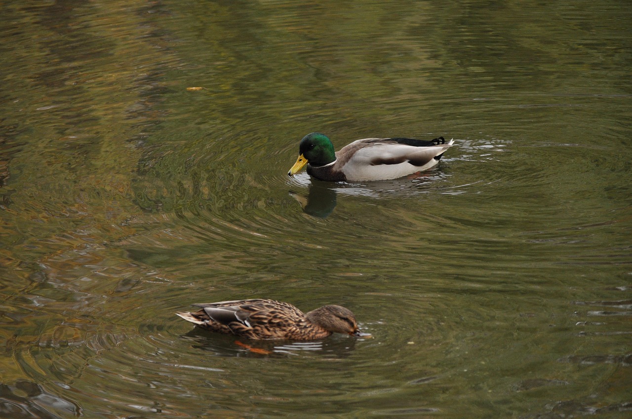 Missouri Duck Hunting Laws: Season Dates, Licenses, Bag Limits, and More