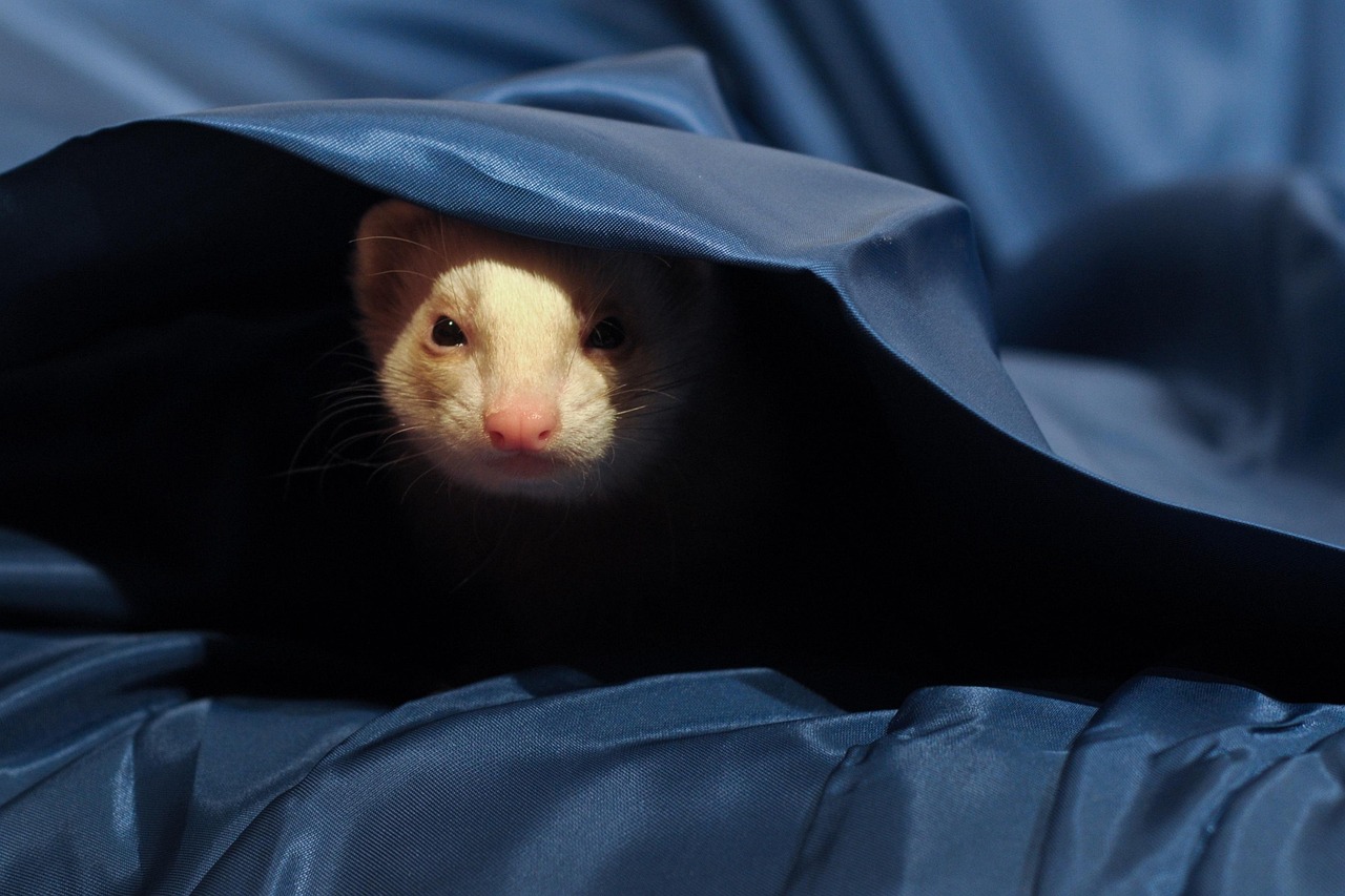 Ferret Laws in Minnesota: What Owners Need to Know Before Getting One