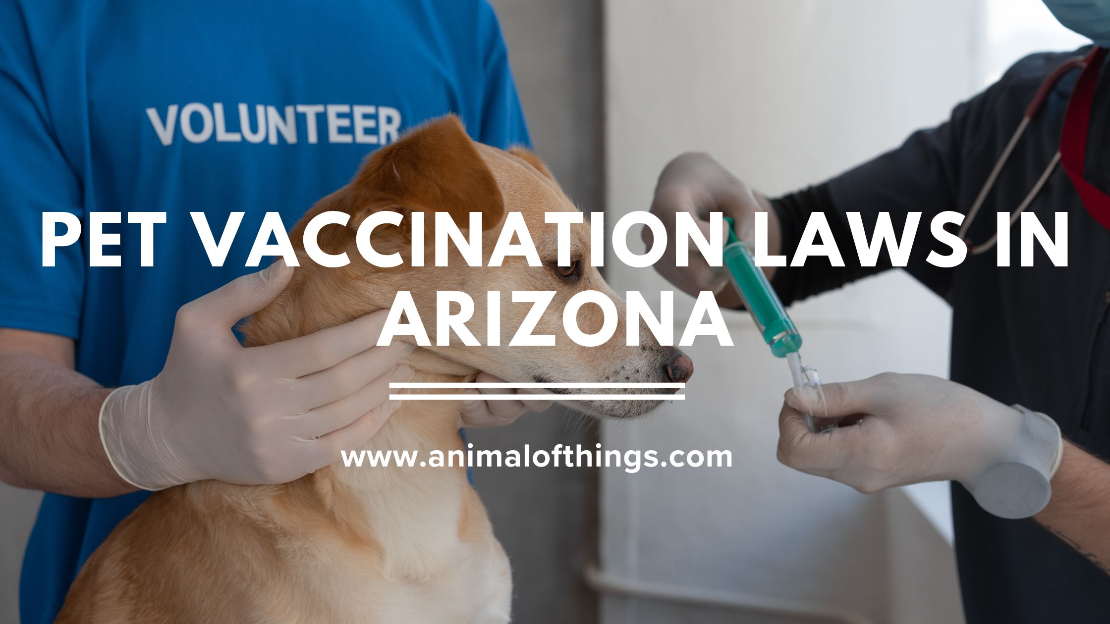 Pet Vaccination Laws in Arizona: What Every Owner Needs to Know