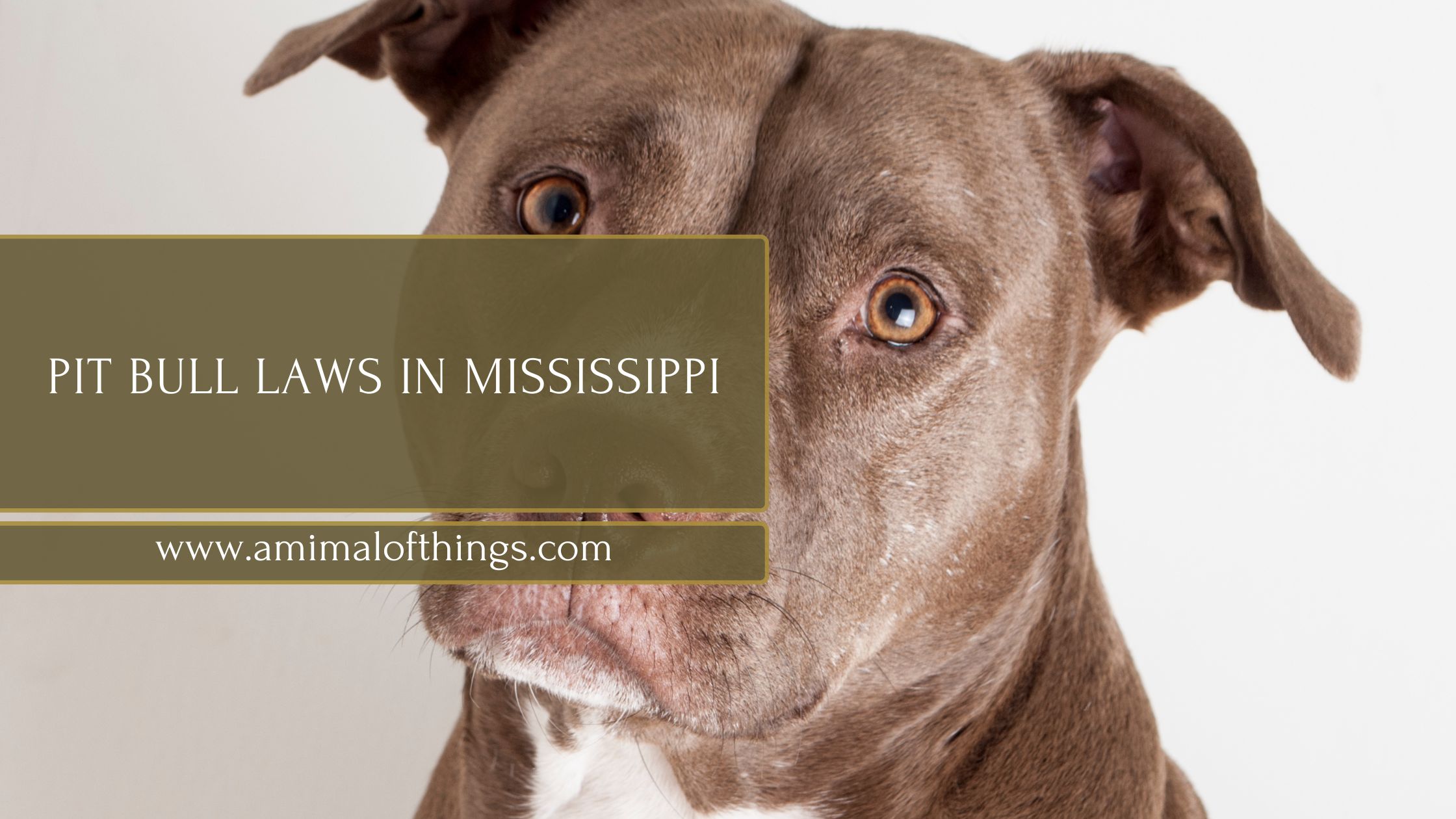 Pit Bull Laws in Mississippi: What Every Owner Needs to Know
