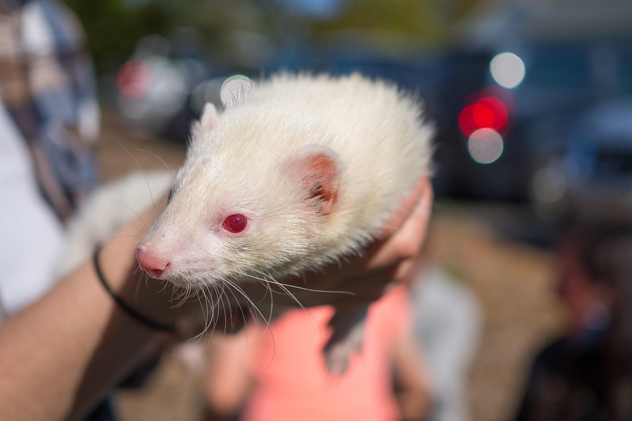 Rabies Vaccine Requirements for Ferrets in Florida: What the Law ...