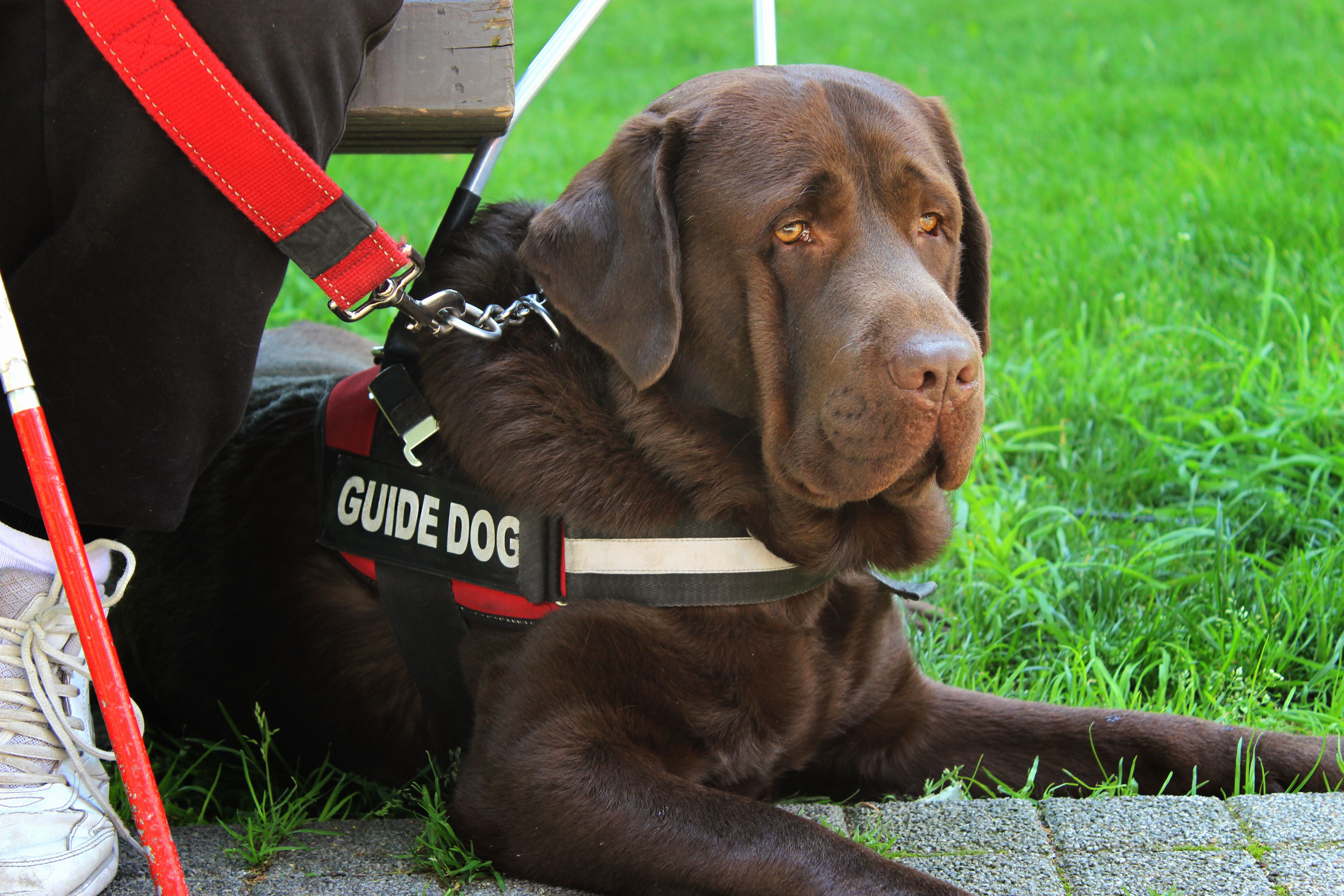 Service Dog Laws in Pennsylvania: Your Rights, Rules, and Responsibilities