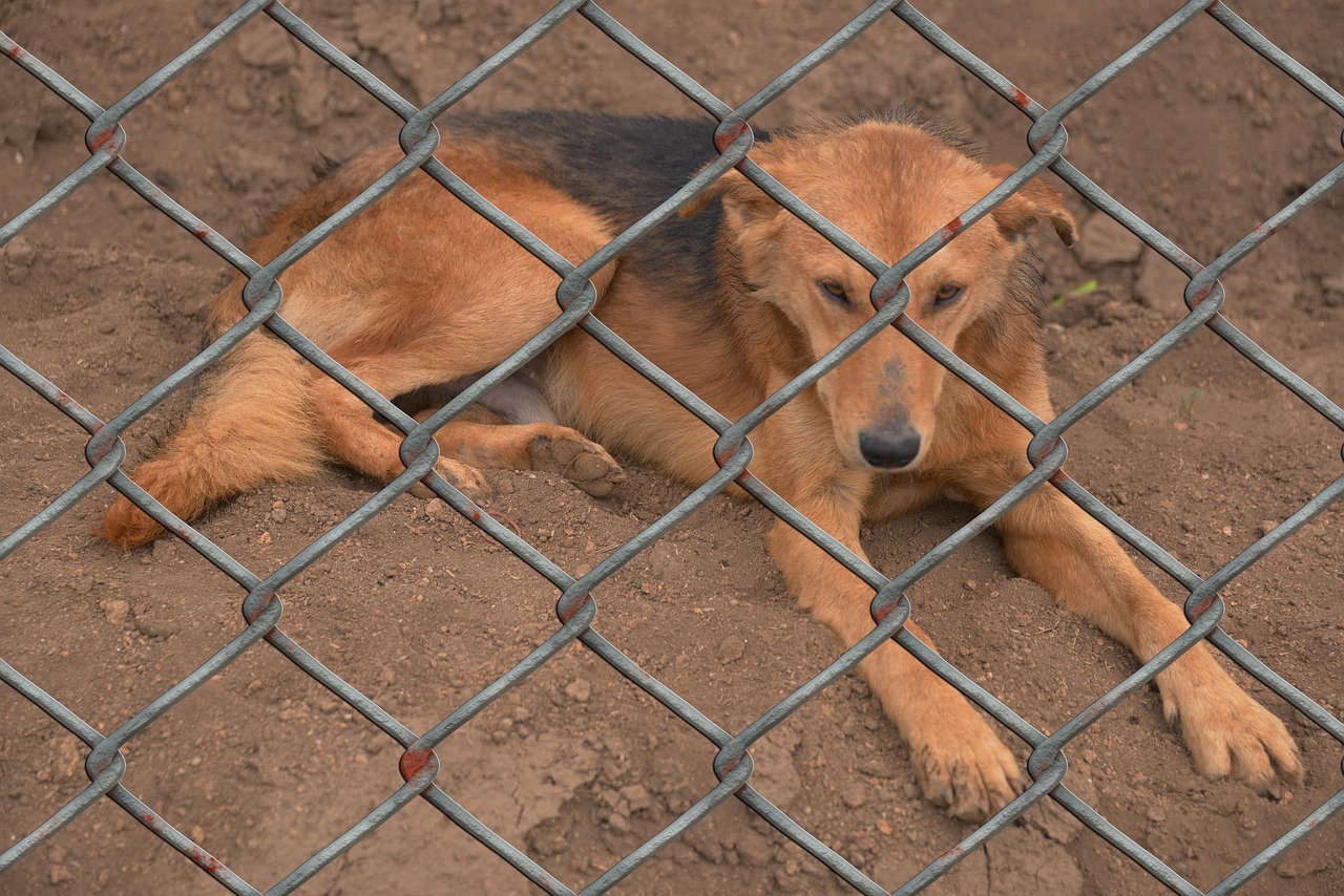 How to Report Animal Cruelty in Louisiana: Laws, Steps, and Penalties