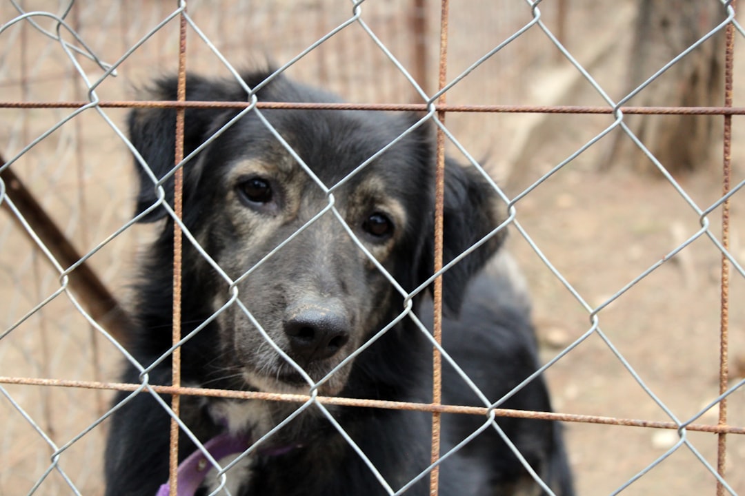 How to Report Animal Cruelty in Rhode Island: What You Need to Know
