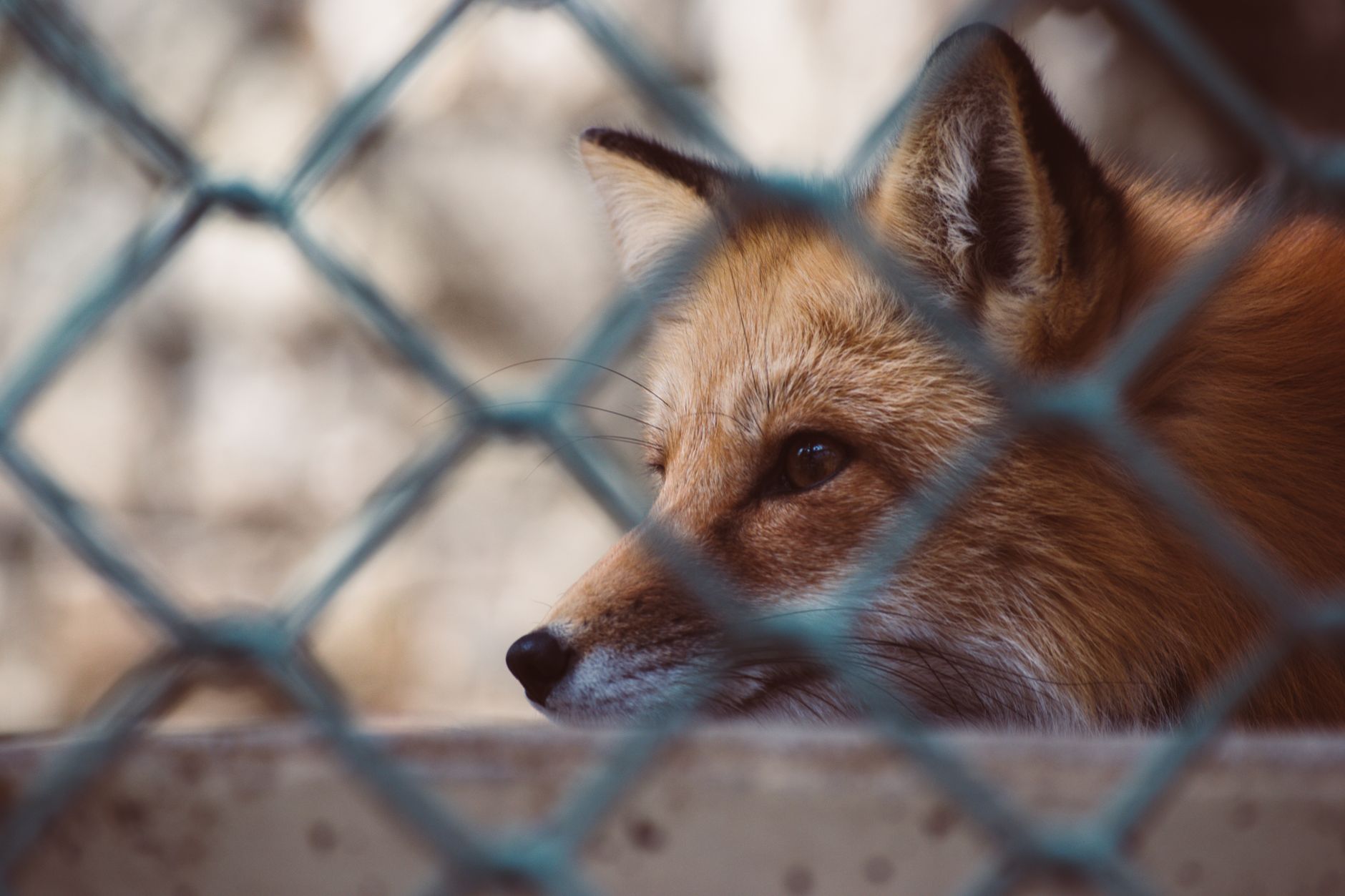 How to Report Animal Cruelty in Wisconsin: What You Need to Know
