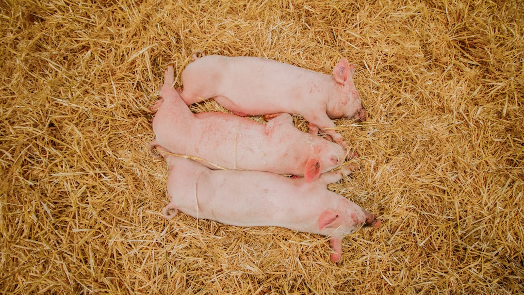 Backyard Pig Laws in Maine: Zoning, Permits, and What You Need to Know
