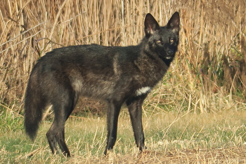 Coyote Hunting Laws in Rhode Island: Season Dates, Licenses, and Rules