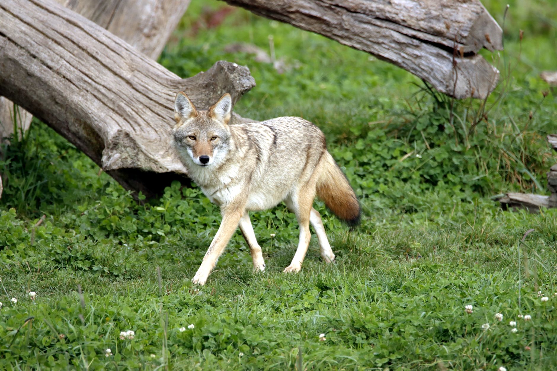 Coyote Hunting Laws in Utah: Season, Licenses, and Regulations Explained