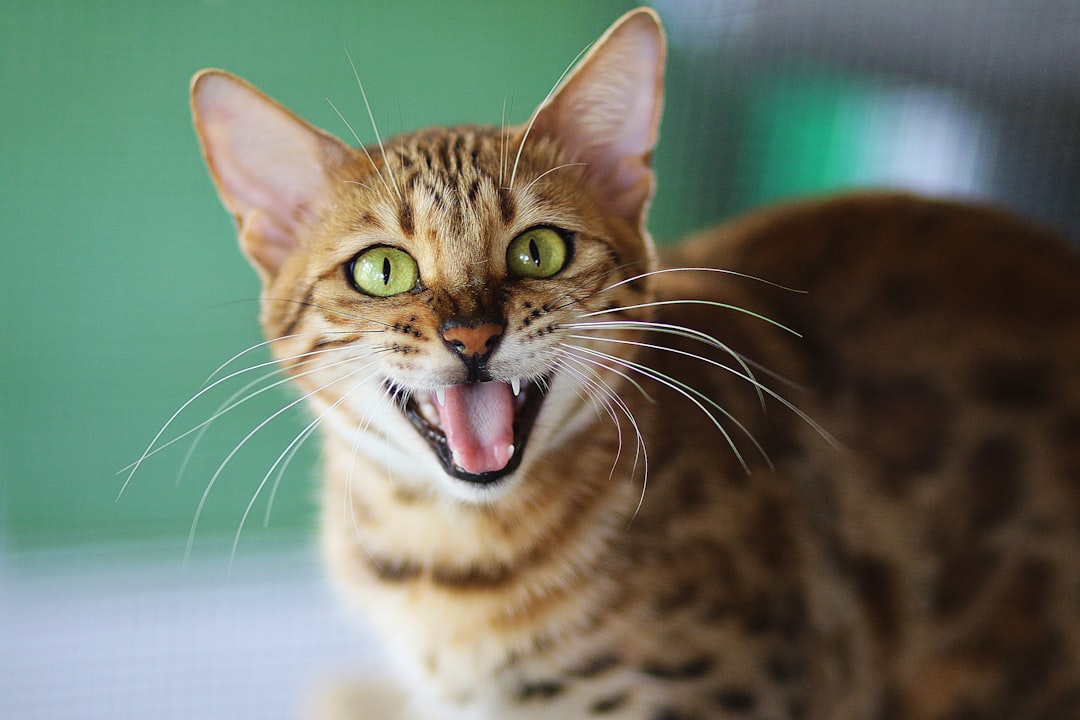 Is Declawing Cats Legal in Texas? What the Law Says in 2026