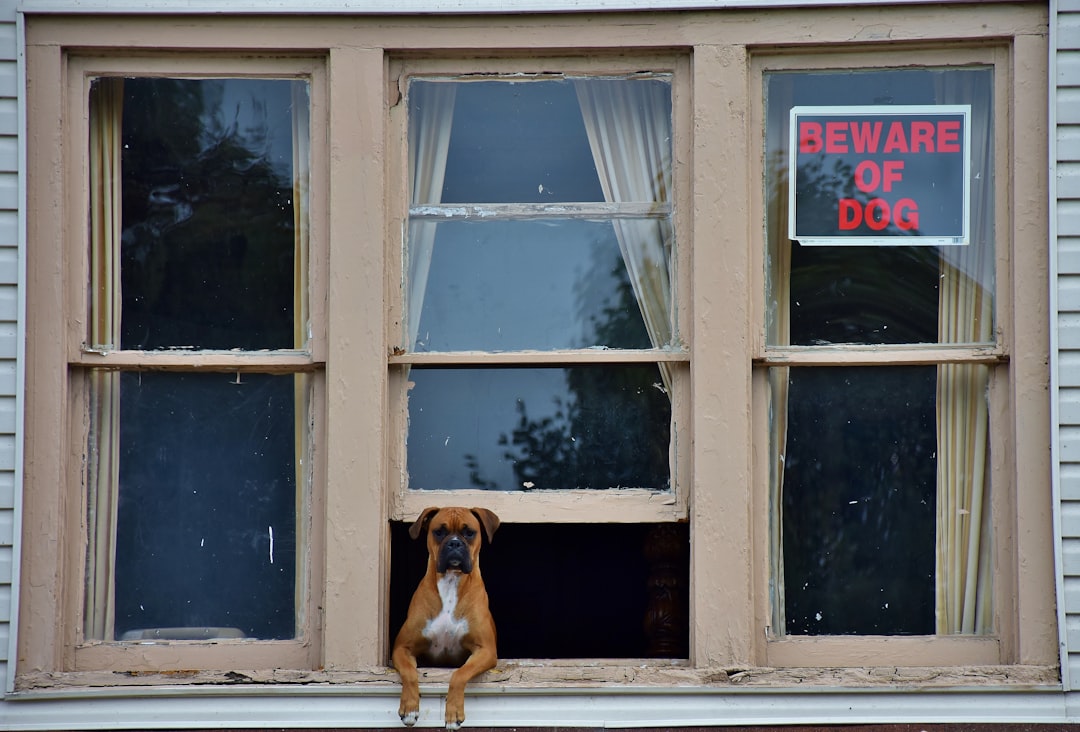 Neighbor’s Dog on Your Property in Massachusetts: What the Law Actually ...