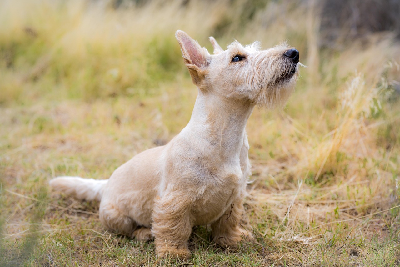 Rabies Vaccine Requirements for Dogs in California: What Every Owner ...
